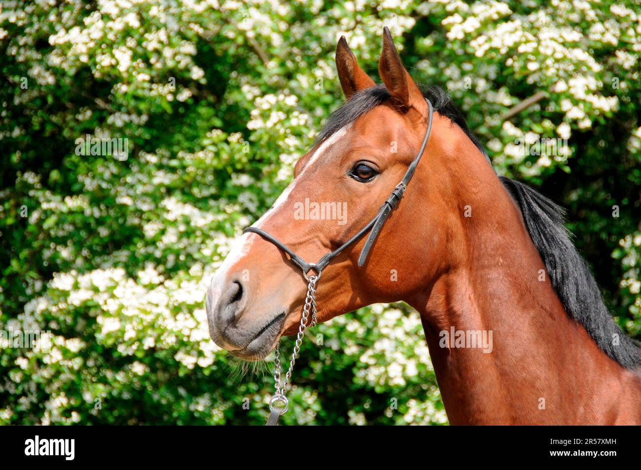 Achal-Tekkiner, Stallion, Halter Stock Photo - Alamy