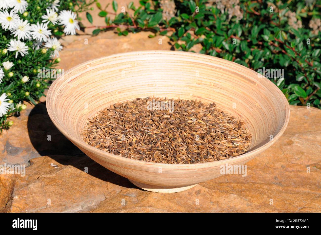 Oats, horse feed, fodder, concentrate, black oats, horse feed, husk ...