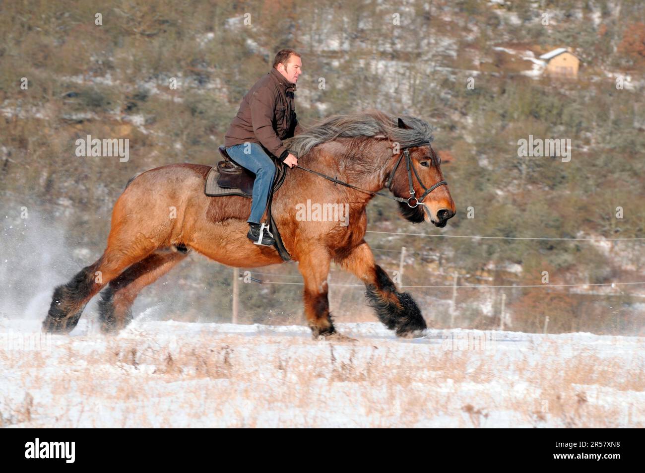 Cross country ride, man riding cold blooded horse, rider, sideways ...