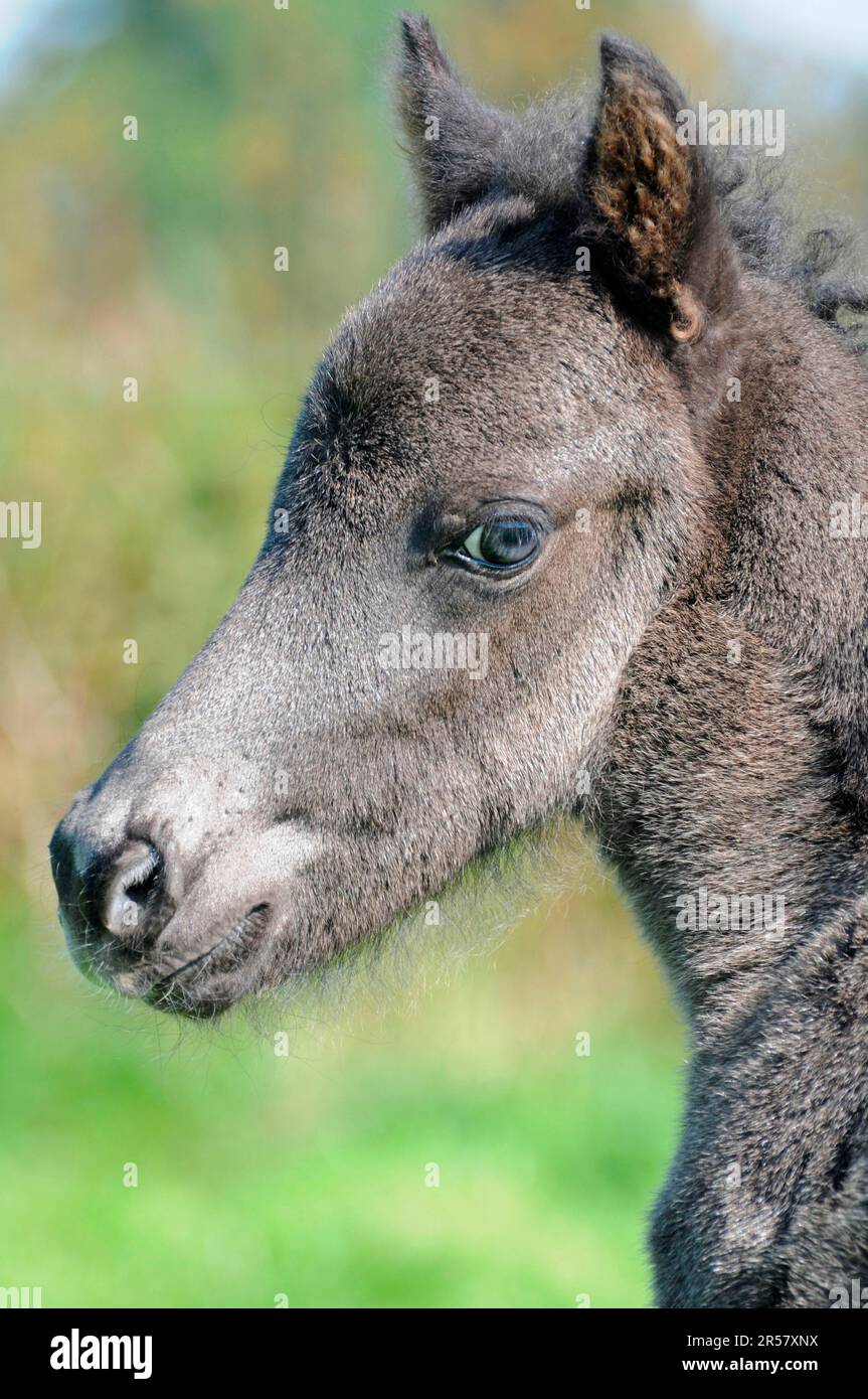 Colt horse pony hi-res stock photography and images - Alamy