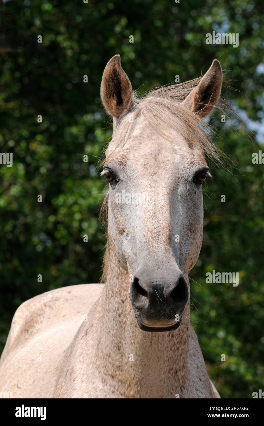 Achal-Tekkiner, gelding, white horse, grey horse Stock Photo - Alamy