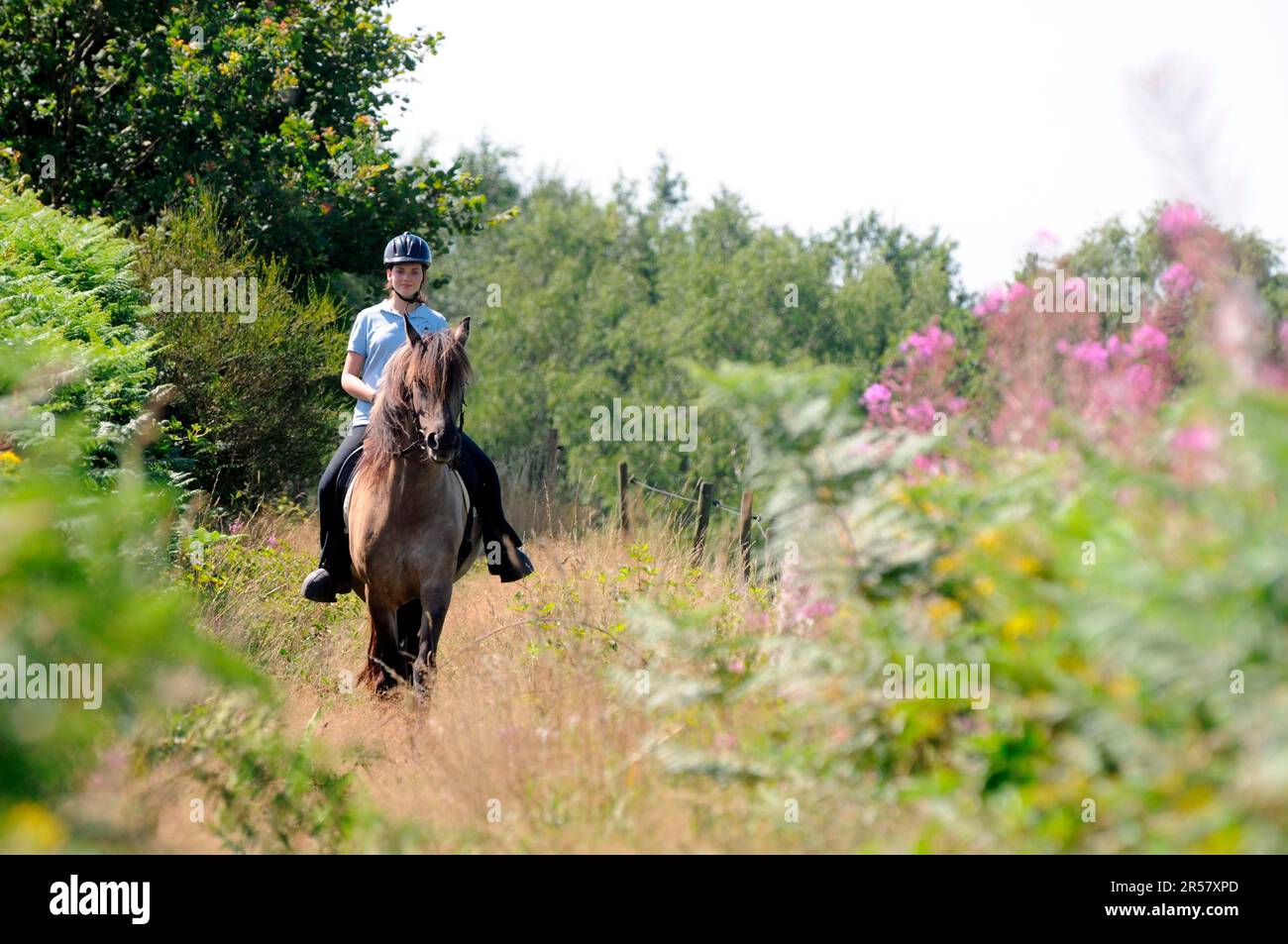 Ride, girl riding horse, cross country, riding out Stock Photo - Alamy