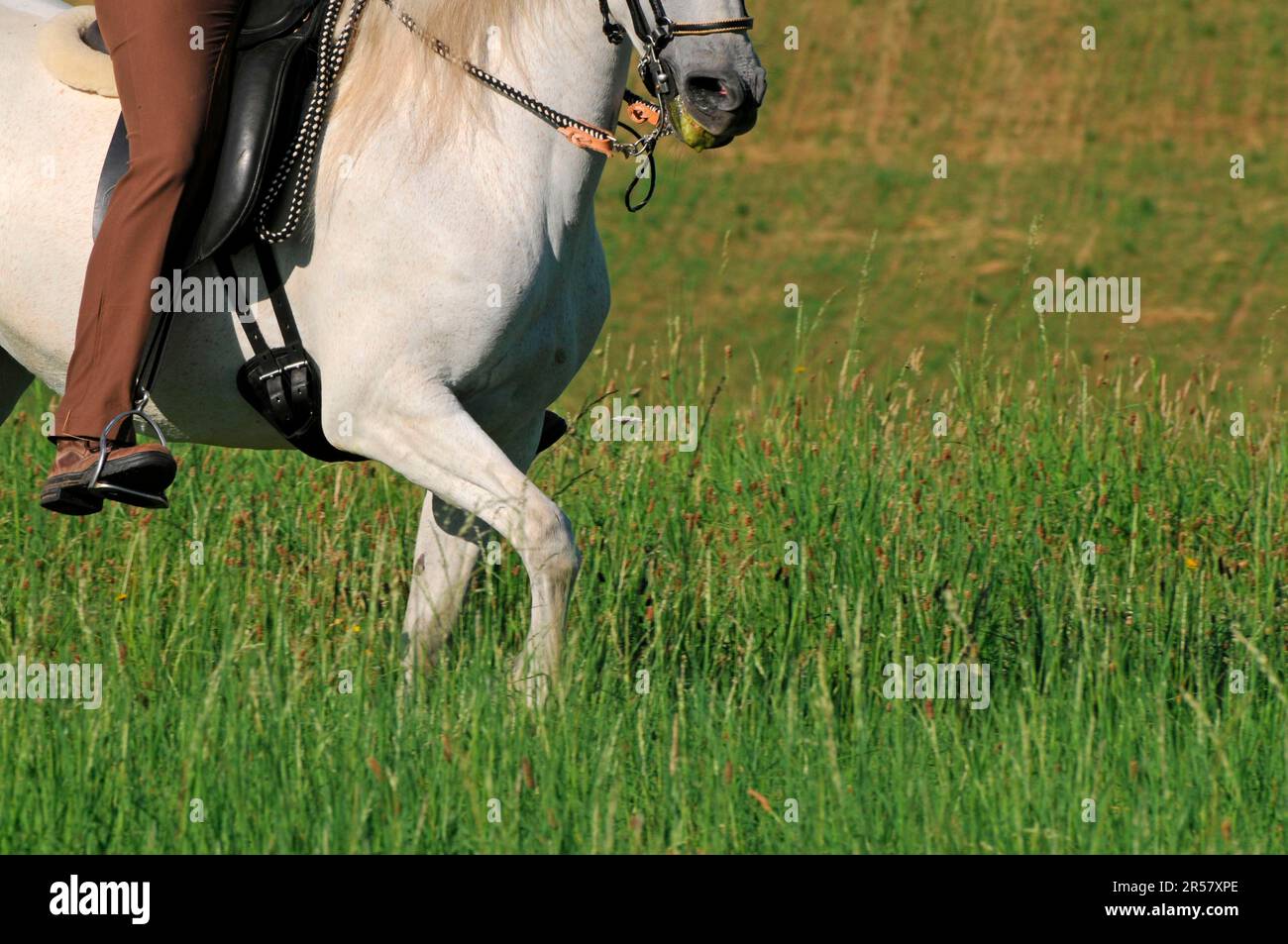 Cross country, woman with paso fino, mare, ride, riding out, woman ...
