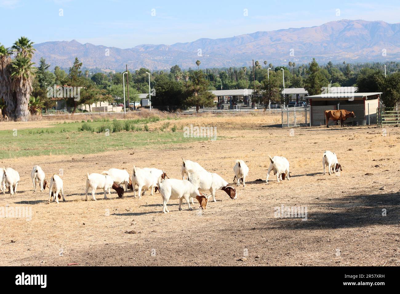 Photo of goats hi-res stock photography and images - Alamy