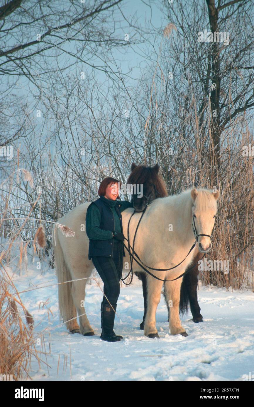 Girl with Icelandic Ponies, Icelandic Pony, Icelandic, Reins, Bridle ...