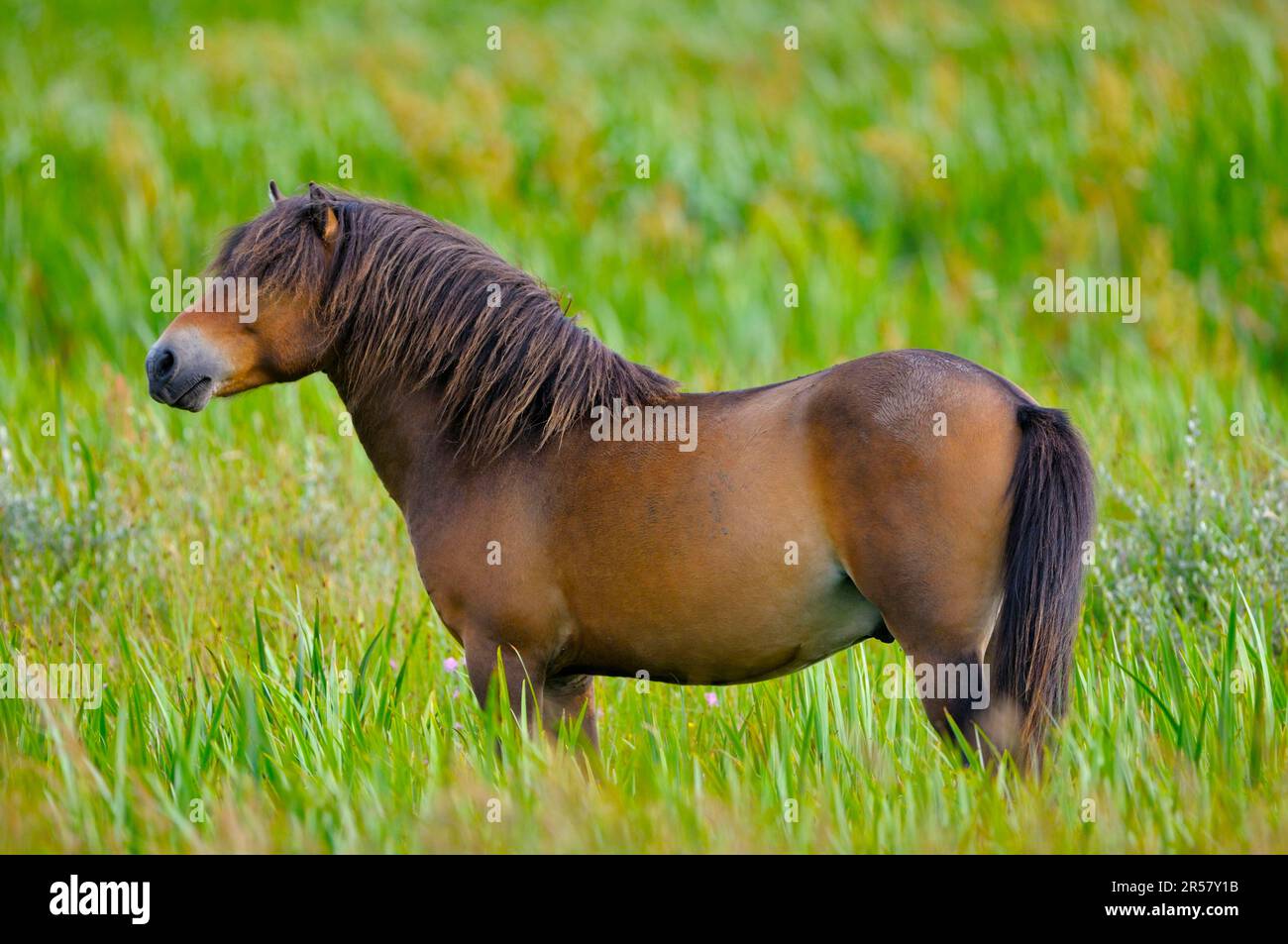 Exmoor pony, stallion Stock Photo - Alamy