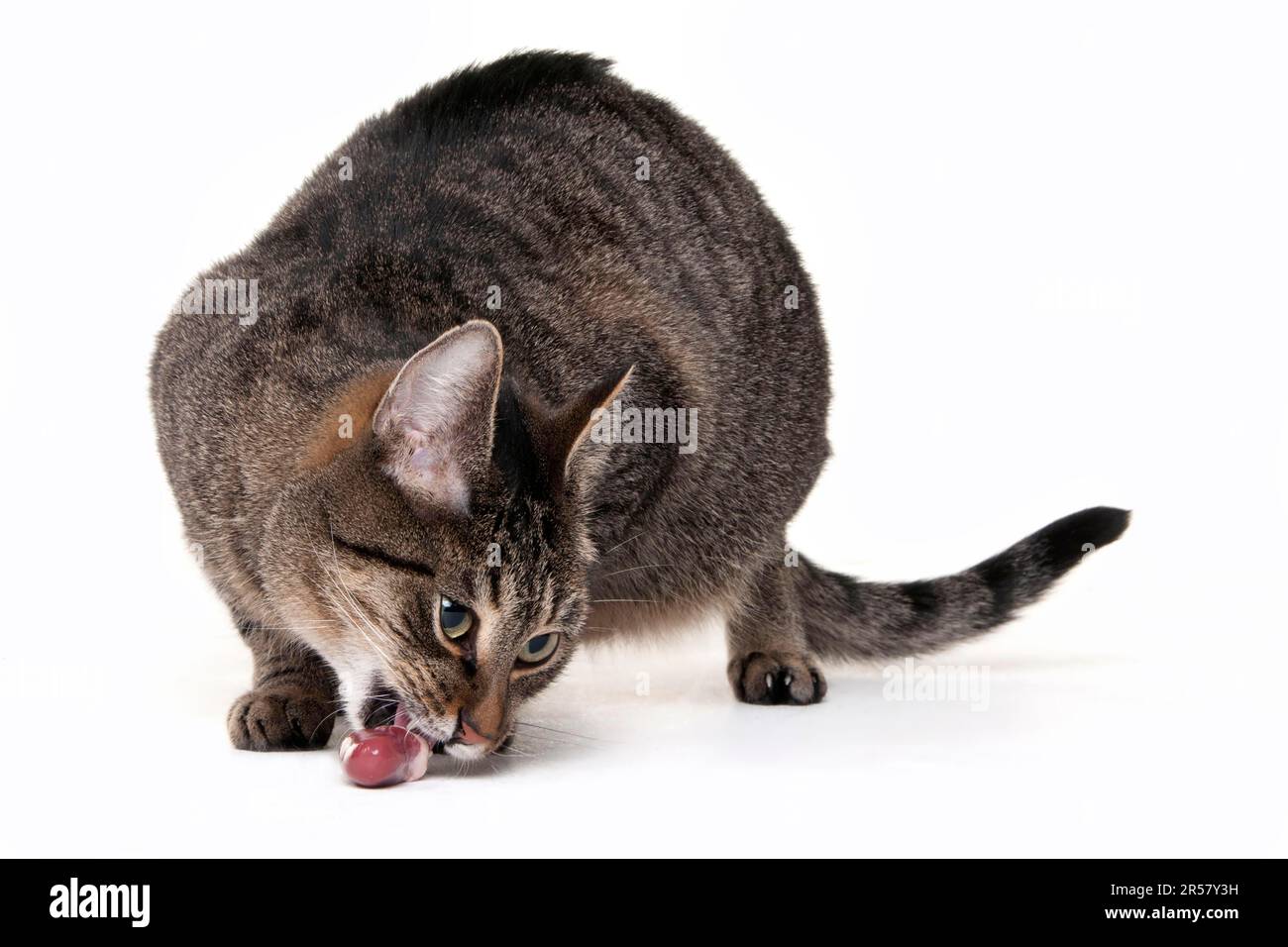 Domestic cat, tabby, raw feeding, BARF, barf, raw food, chicken heart ...