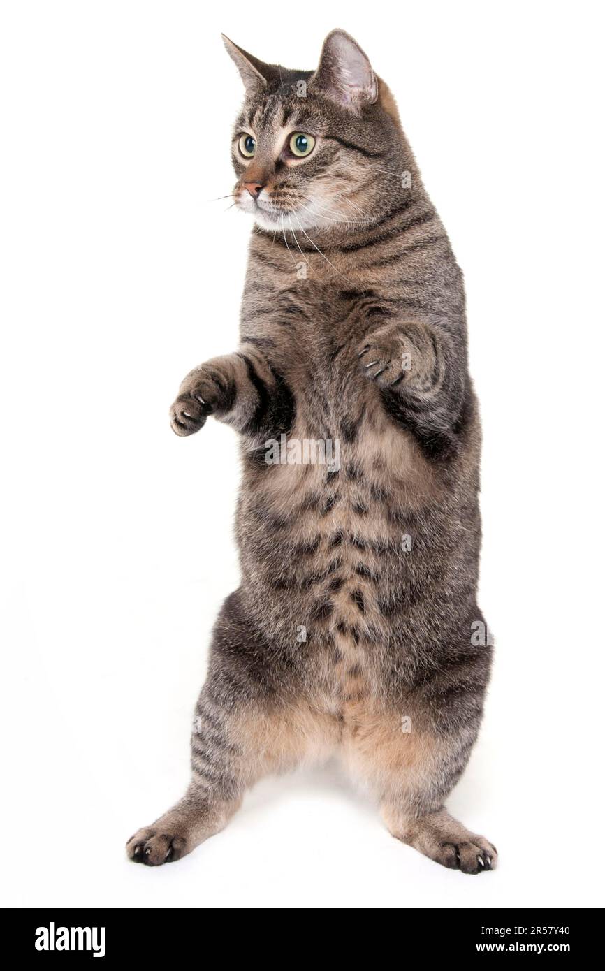Adult tabby Cut Out Stock Images & Pictures - Alamy