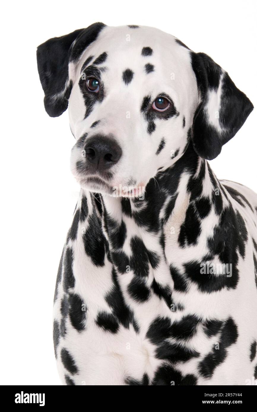 Adult male dalmatian portrait hi-res stock photography and images - Alamy