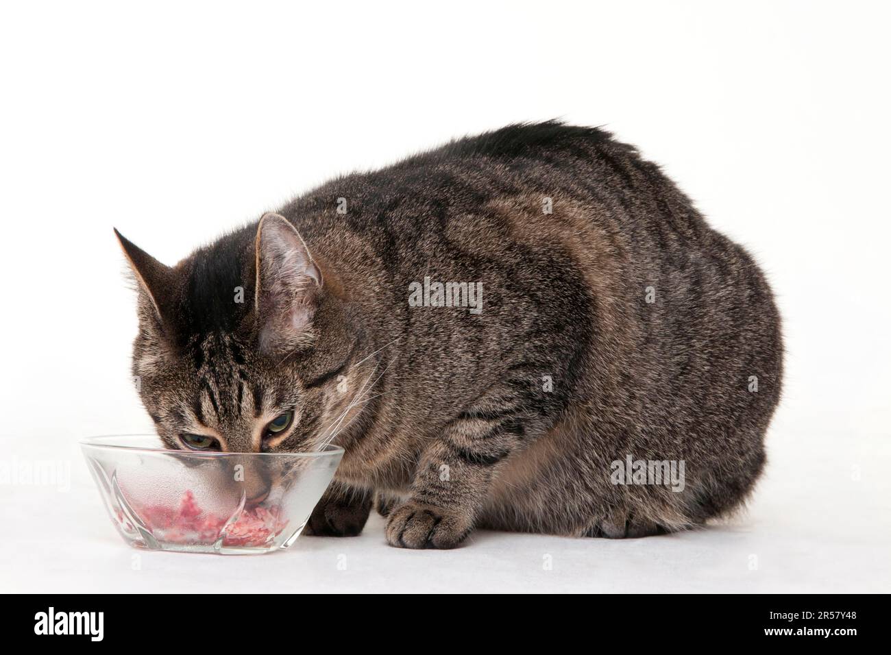 Domestic cat, tabby, raw feeding, BARF, barf, raw food Stock Photo - Alamy