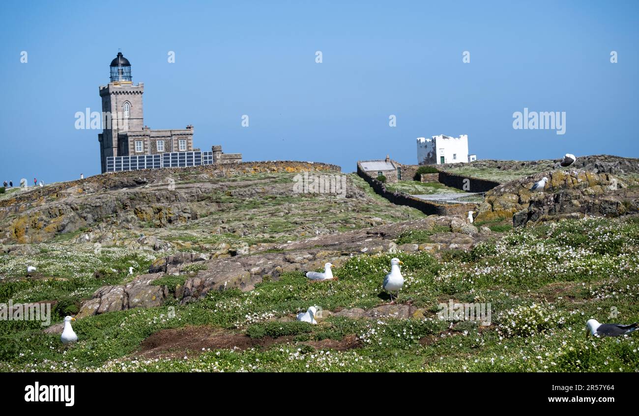 The beautiful nature reserve at the Scottish Isle of May Stock Photo ...