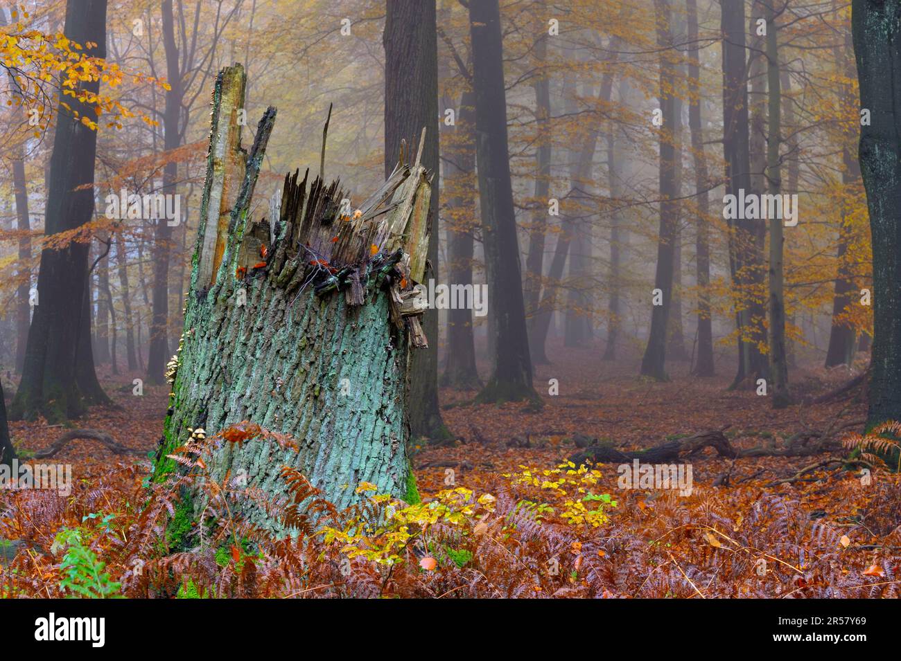 Tree stump, beech forest, natural forest cell in Hiesfeld Forest, North ...