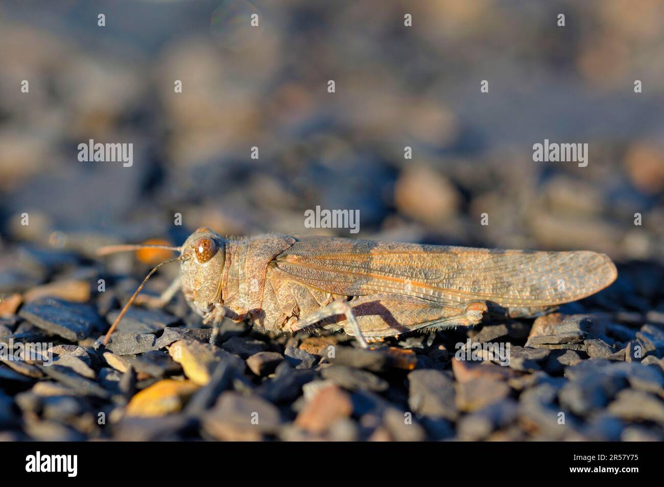 Blue-winged sand cricket, North Rhine-Westphalia, Germany Stock Photo ...