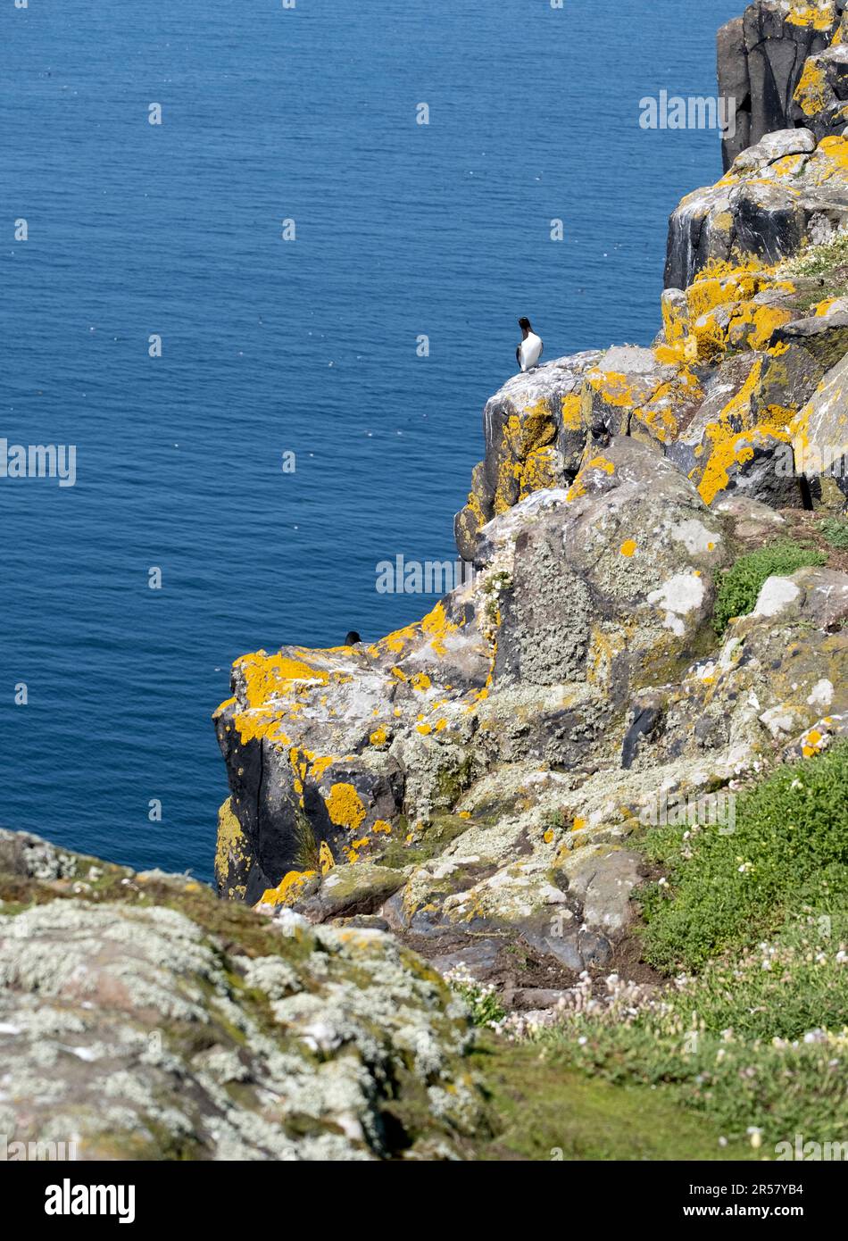 The beautiful nature reserve at the Scottish Isle of May Stock Photo ...