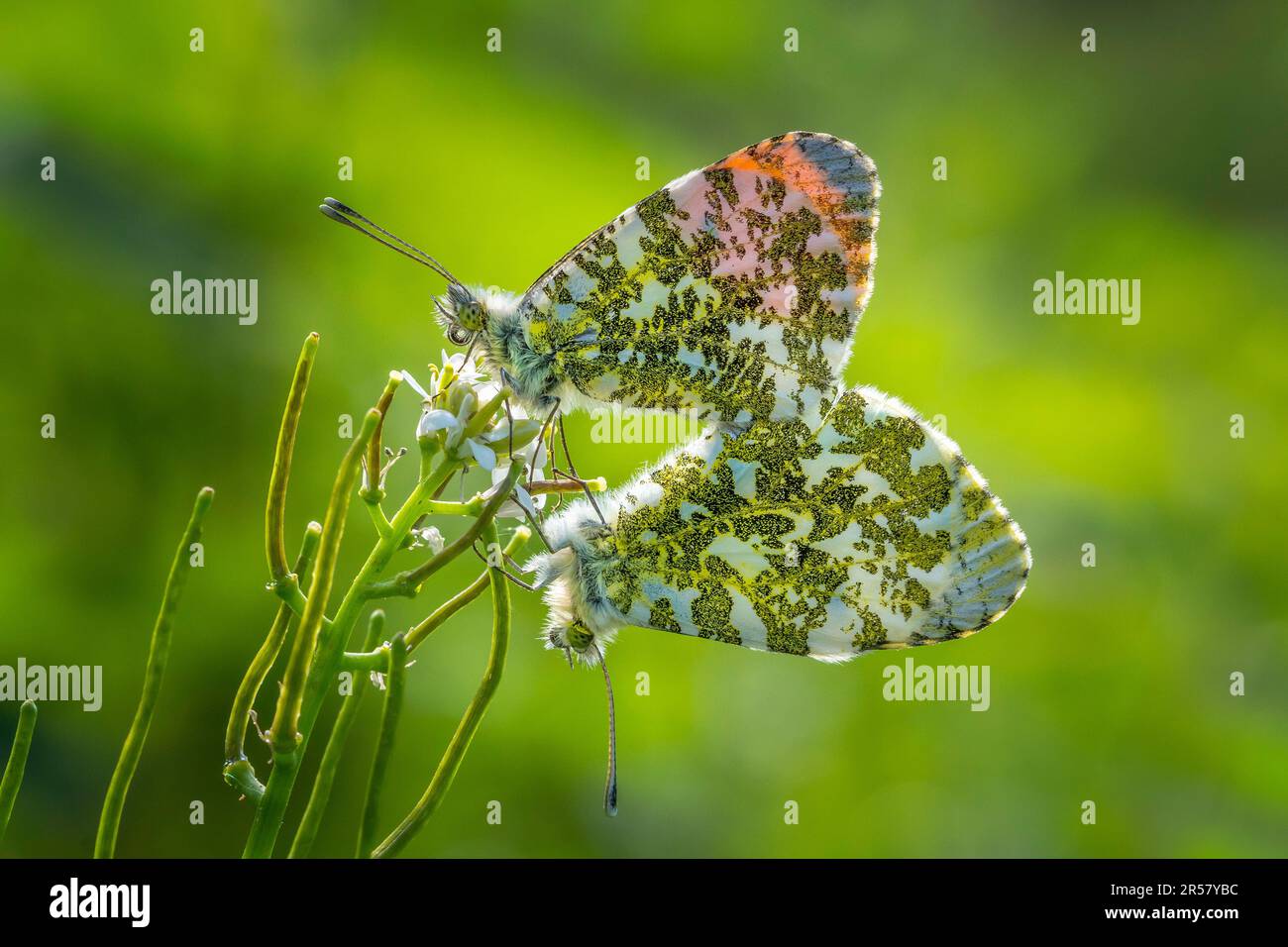 Orange tip Butterflies in evening light Stock Photo - Alamy