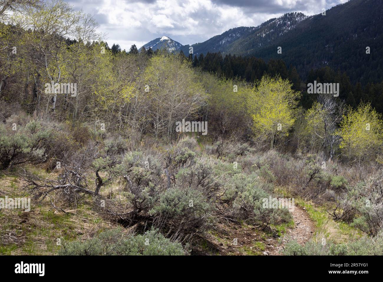 Aspen trees leafing out for the spring season rising beyond the Woods ...
