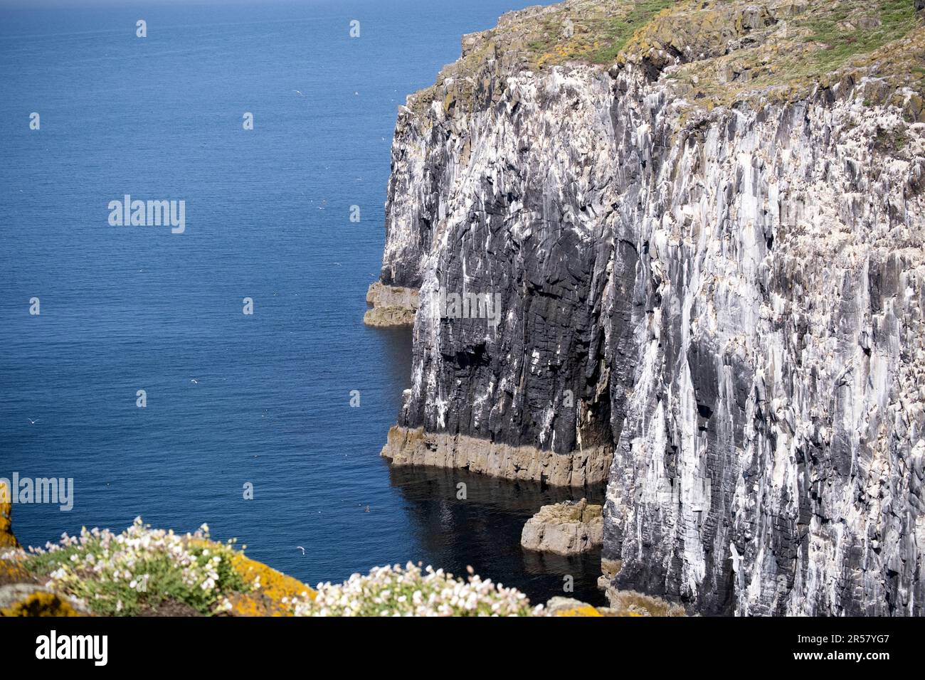 The beautiful nature reserve at the Scottish Isle of May Stock Photo ...