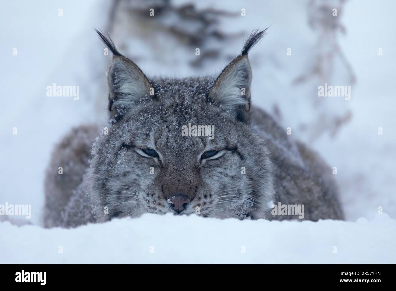 Lynx, (C), in Polar Park, Norway Stock Photo - Alamy