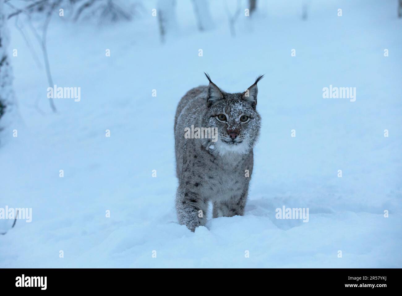 Lynx, (C), in Polar Park, Norway Stock Photo - Alamy