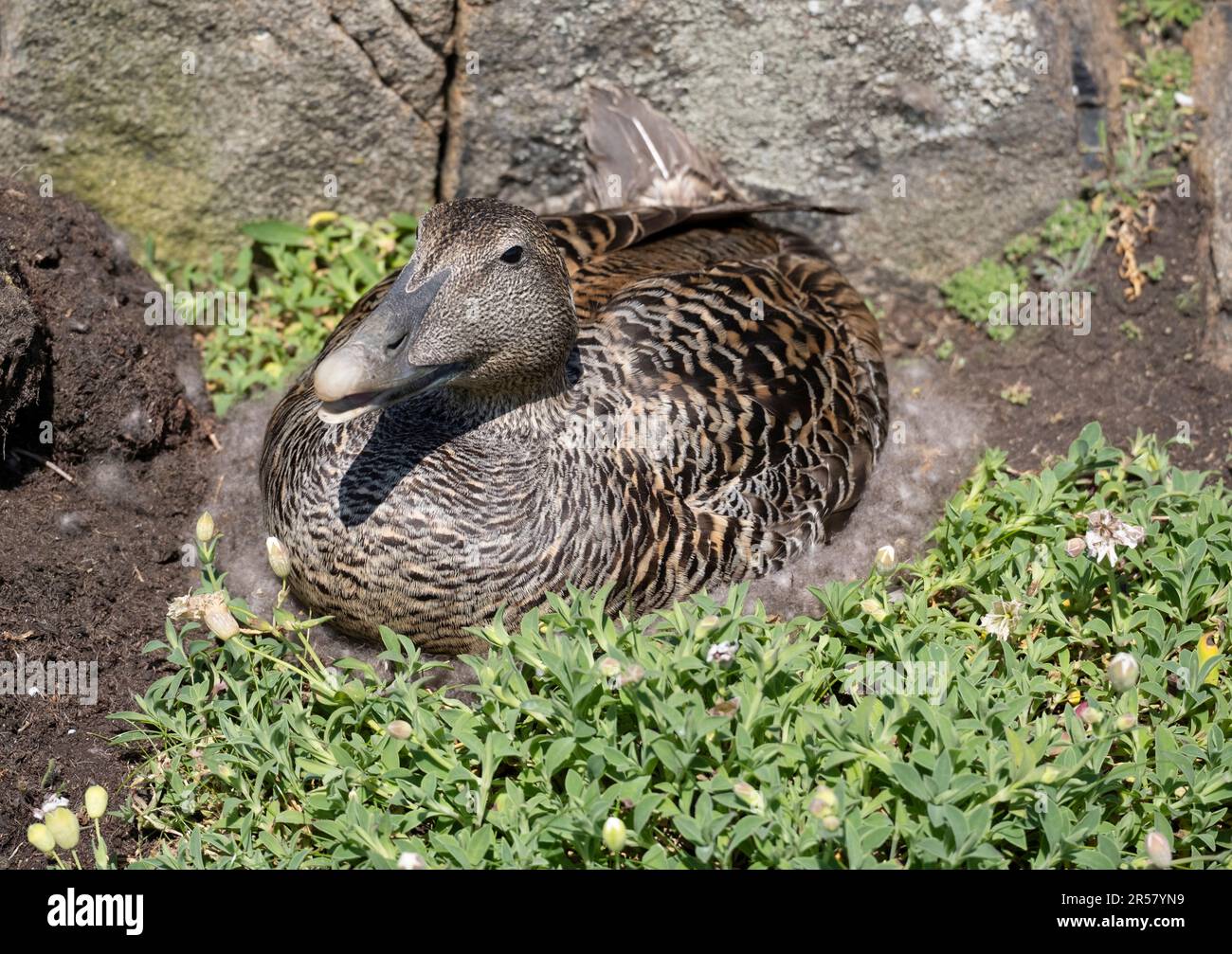 The beautiful nature reserve at the Scottish Isle of May Stock Photo ...