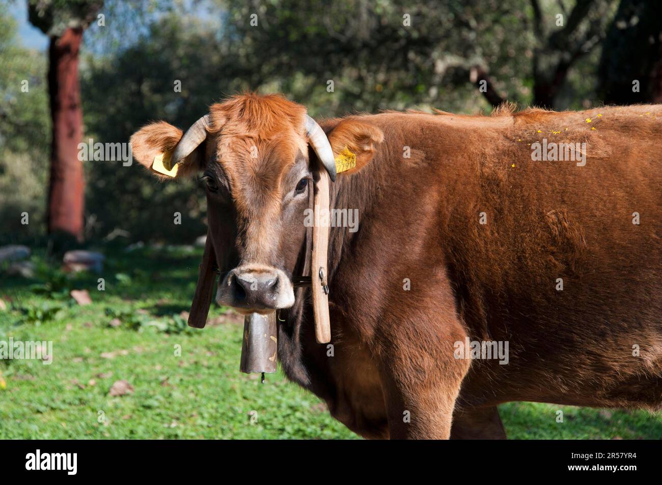 Domestic cattle, cow, cork oak forest, Geraci Siculo, Madonie, Sicily ...