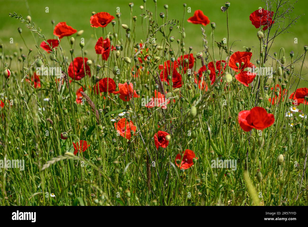red poppies in germany Stock Photo - Alamy