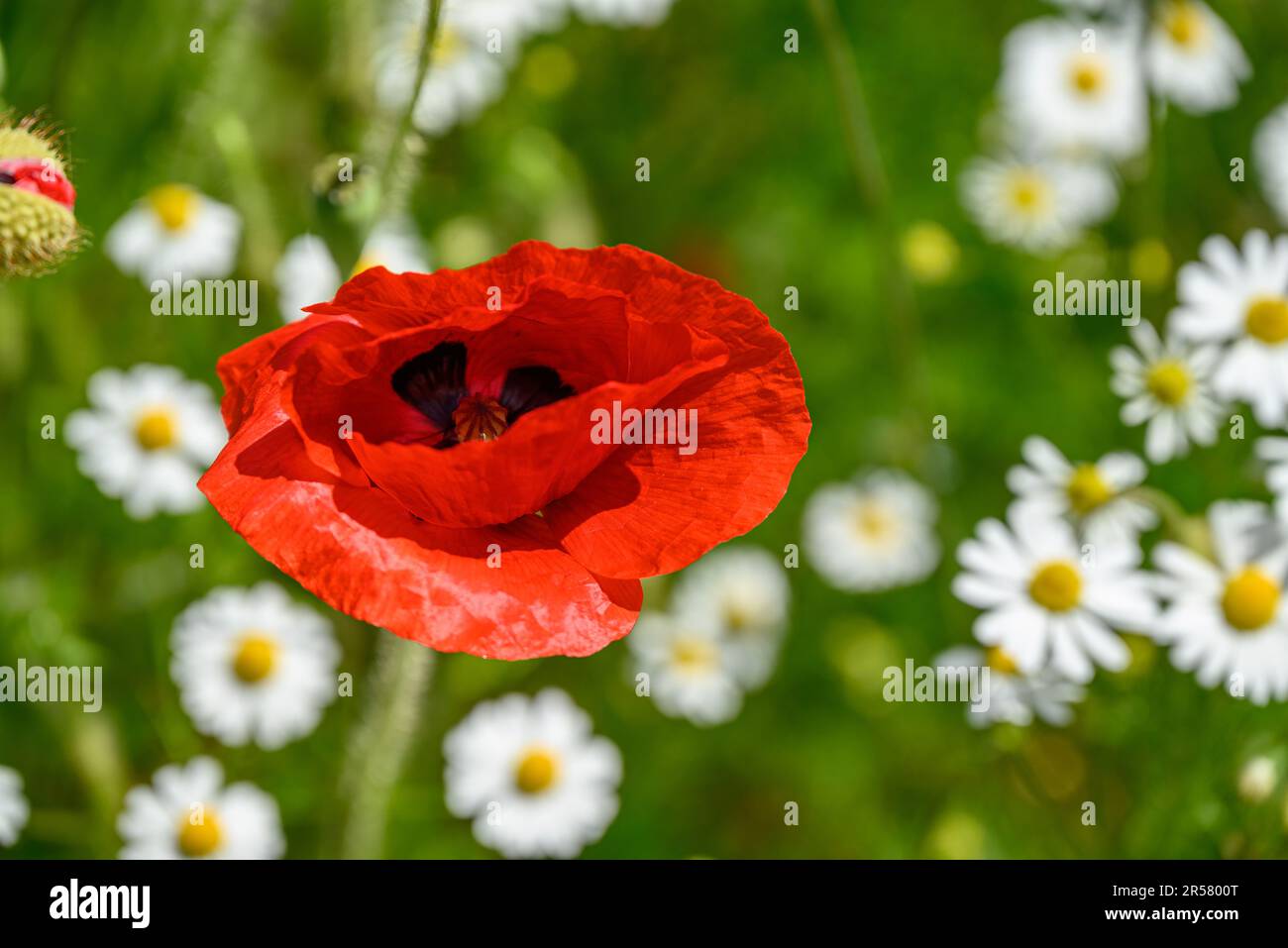 red poppies in germany Stock Photo - Alamy