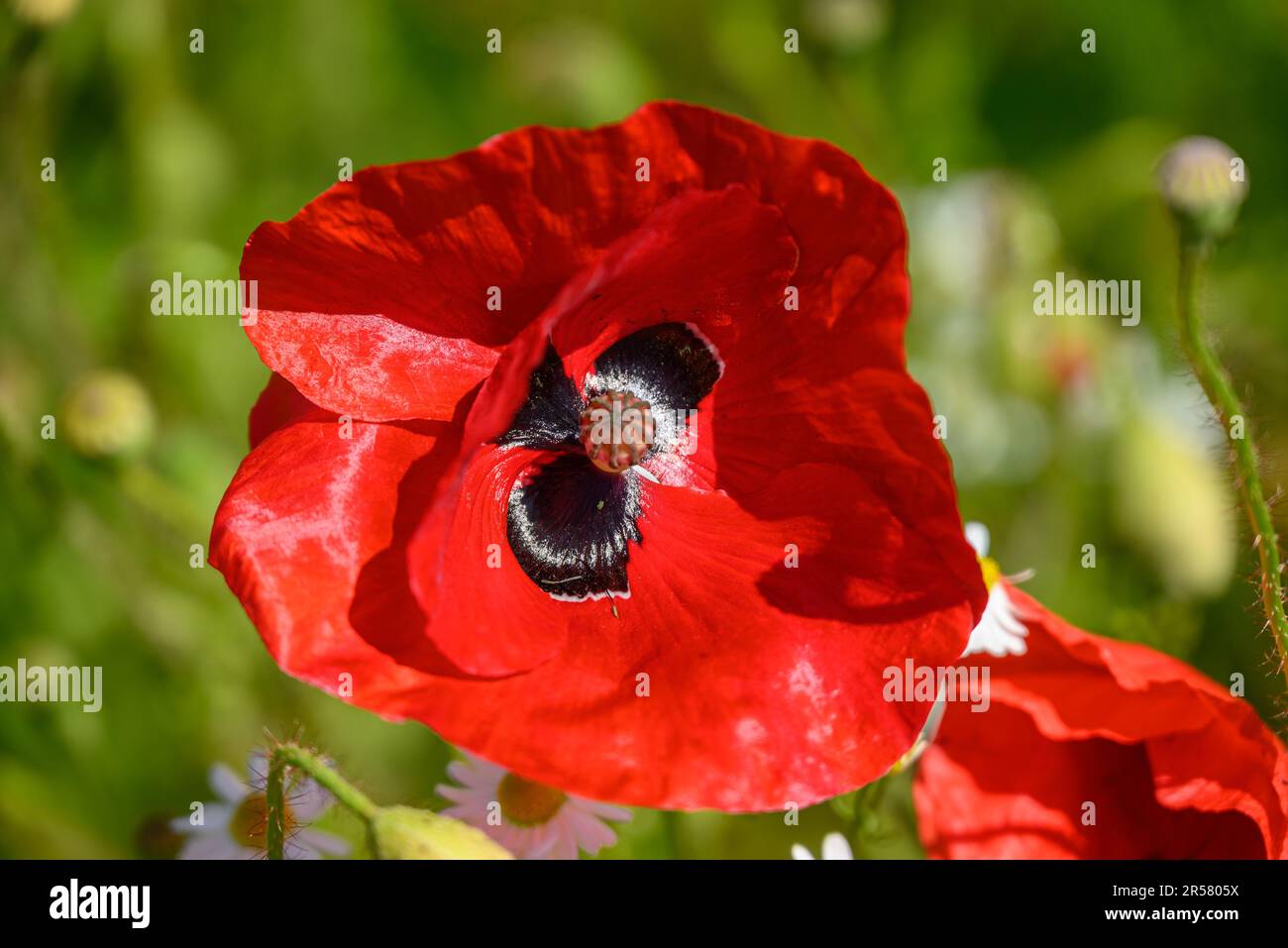 red poppies in germany Stock Photo - Alamy