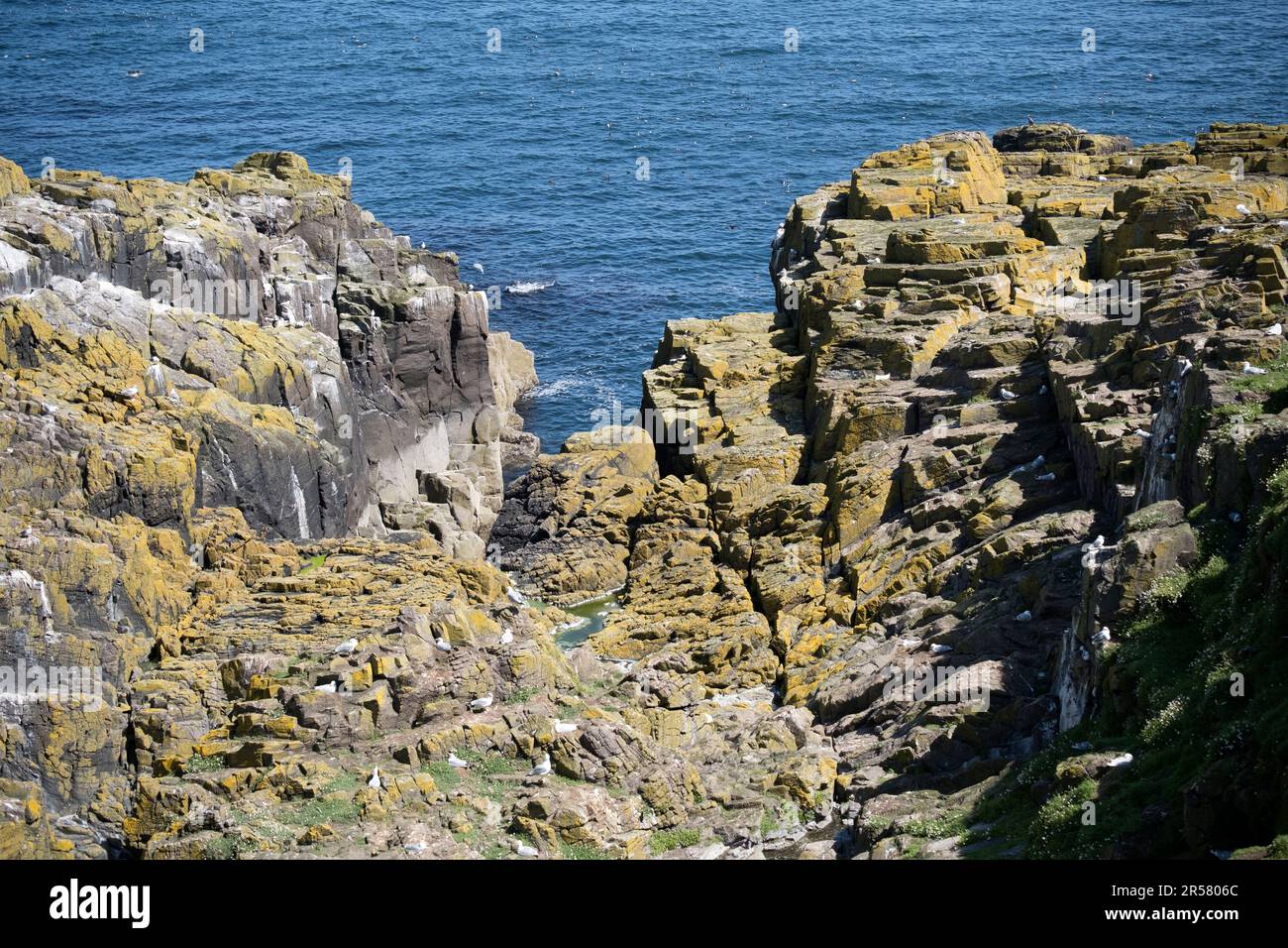 The beautiful nature reserve at the Scottish Isle of May Stock Photo ...
