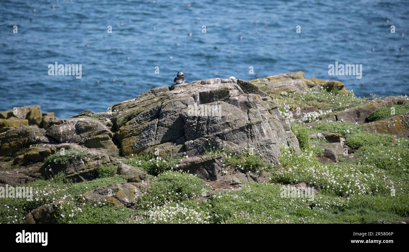 Puffins at the beautiful nature reserve at the Scottish Isle of May,UK ...