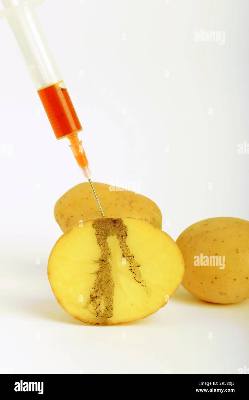Injection in potato, symbolic image of genetically modified potato ...