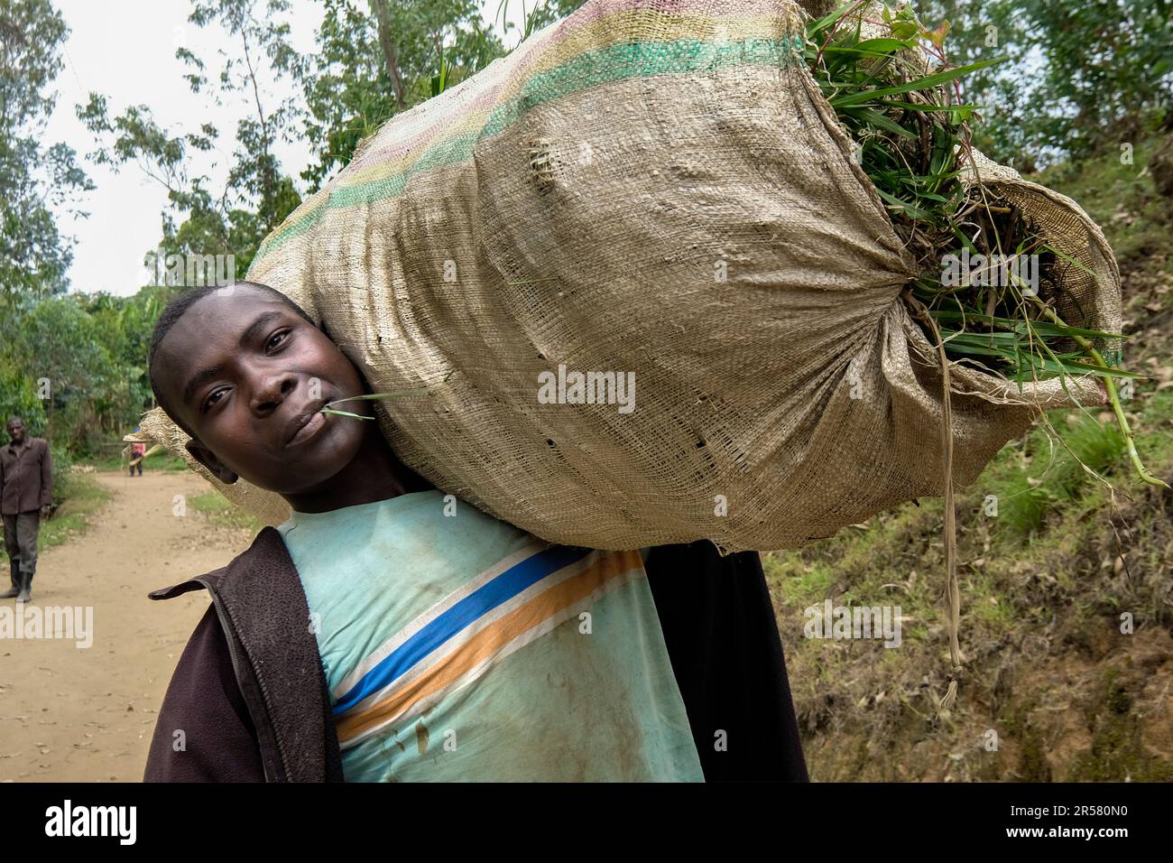 Rwanda. surrounding of Cyangugu. cows market Stock Photo - Alamy