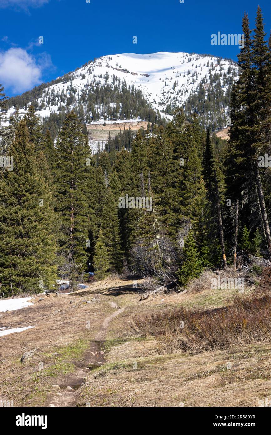Mount Glory towering over a meadow along the Crater Trail. Bridger ...