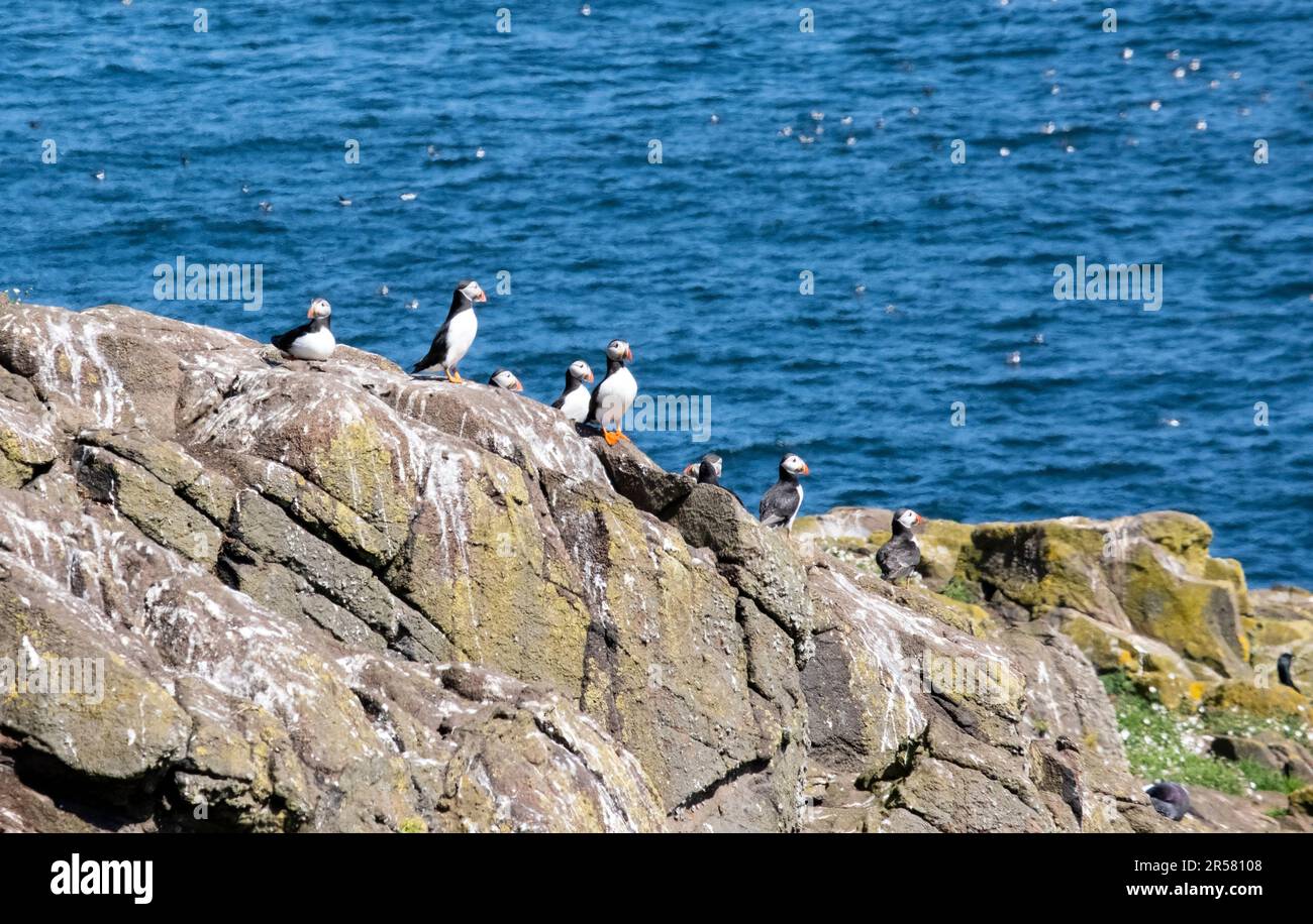Puffins at the beautiful nature reserve at the Scottish Isle of May,UK ...