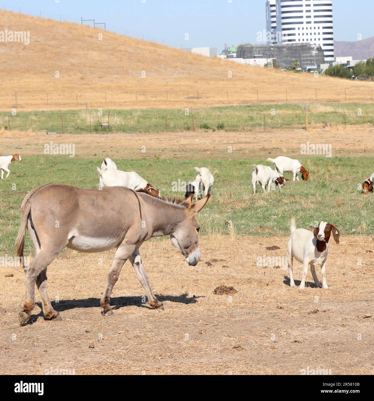 Los angeles pierce college hi-res stock photography and images - Alamy