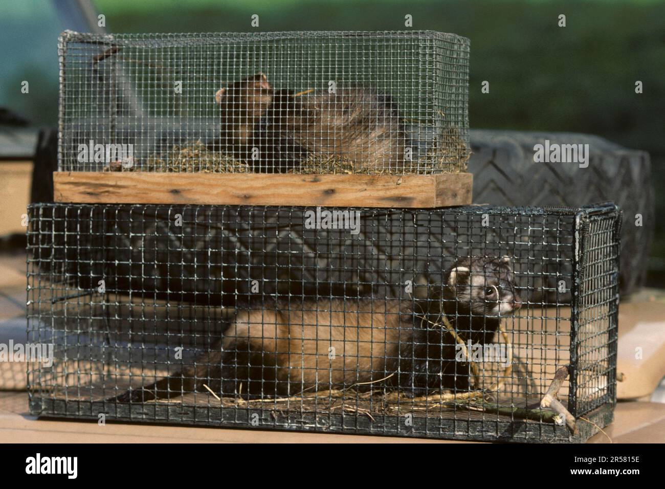 European Pole Cats in traps (Mustela putorious Stock Photo - Alamy
