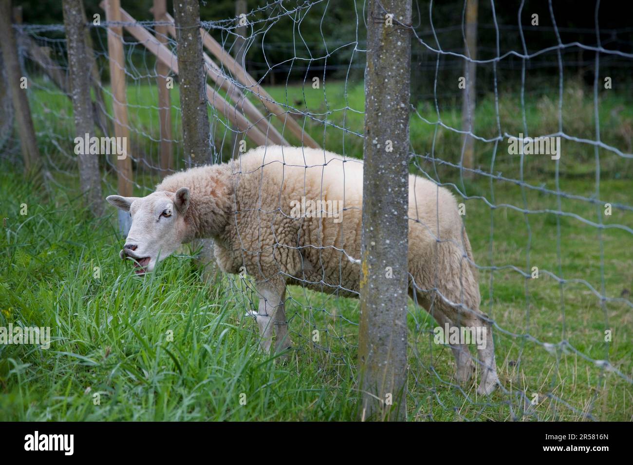 Domestic sheep, head stuck through fence Stock Photo - Alamy