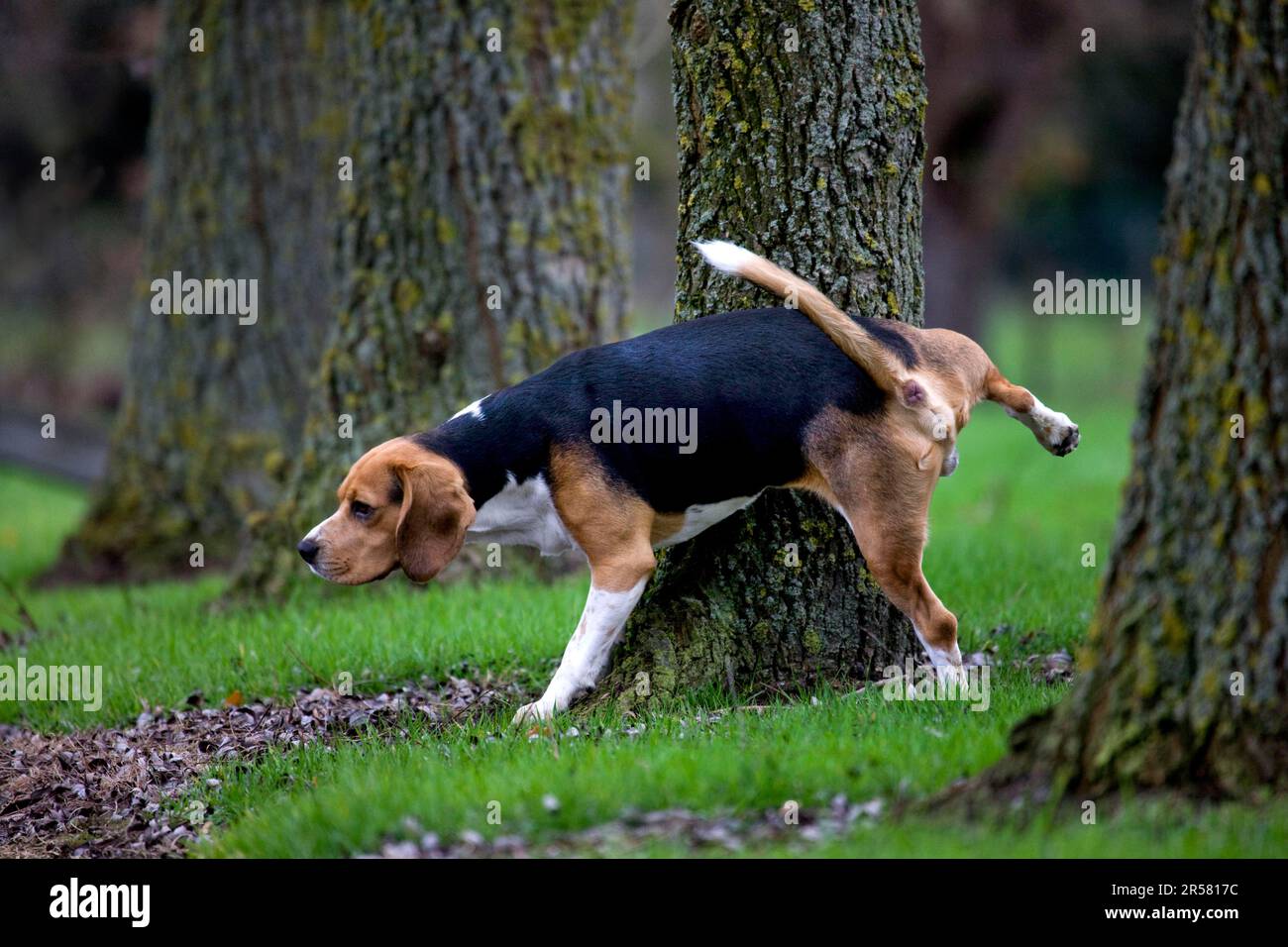 Beagle, Male, Urinating, Urinating, Urinating Stock Photo - Alamy