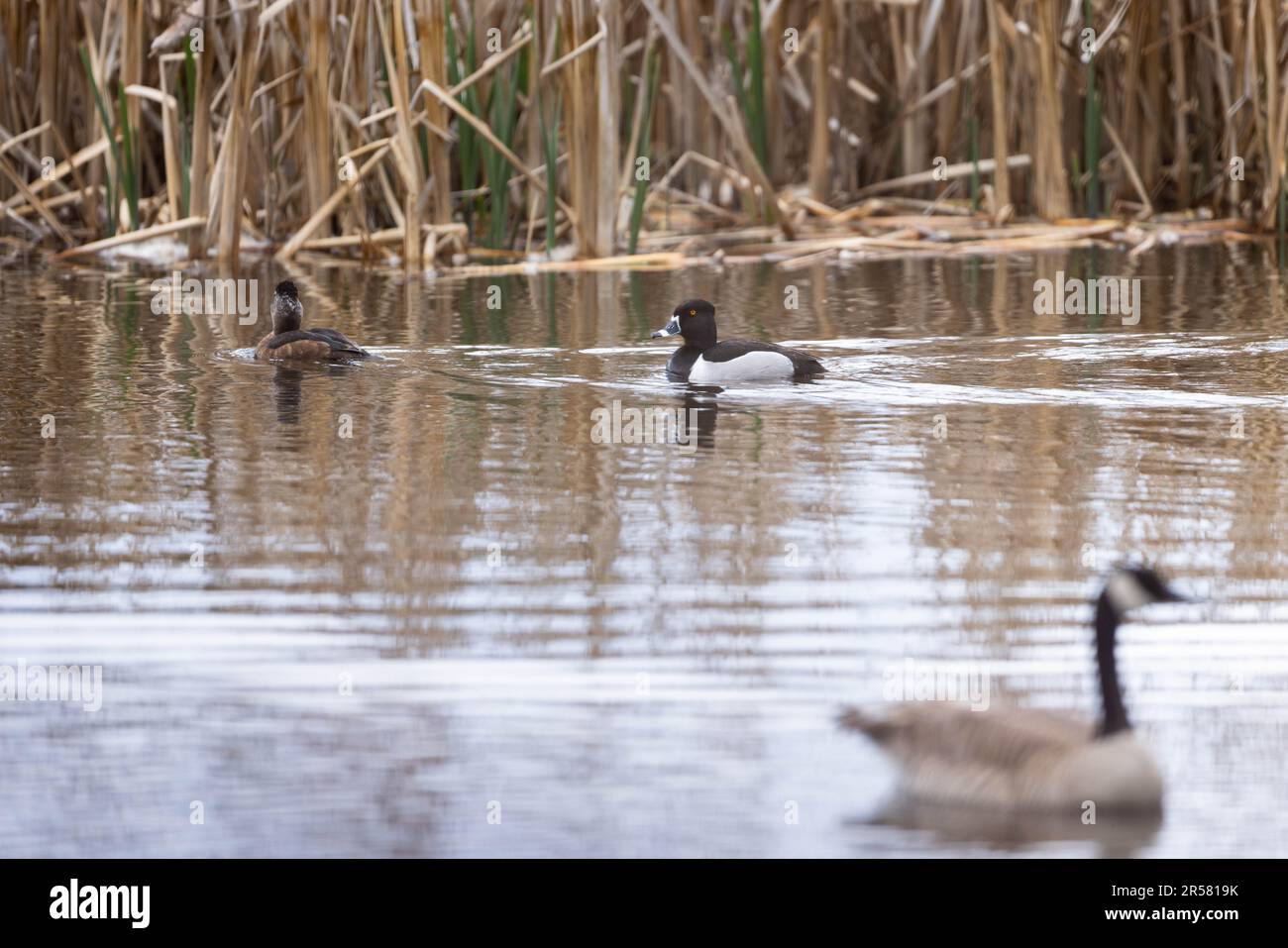 A mating pair of ring-necked ducks in North Park swimming by a Canada ...