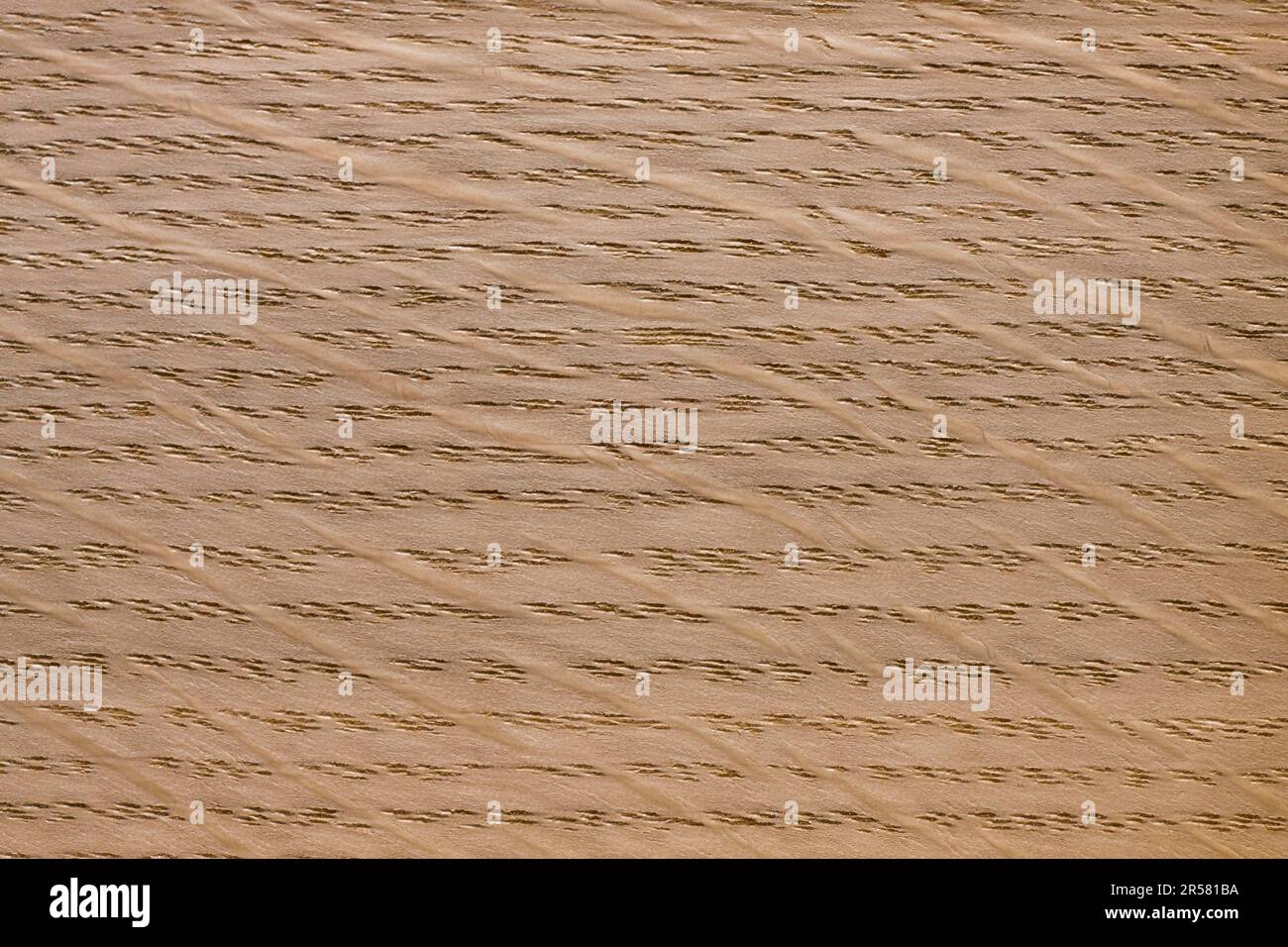 English Oak wood, oakwood, Pedunculate Oak (Quercus robur Stock Photo ...