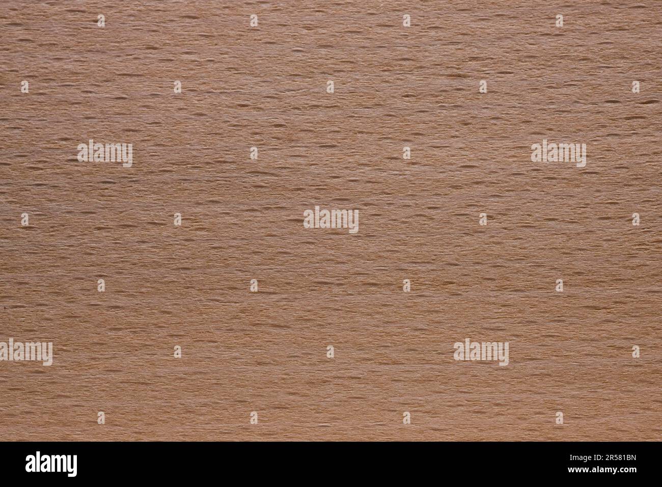 Beech wood (Fagus sylvatica Stock Photo - Alamy