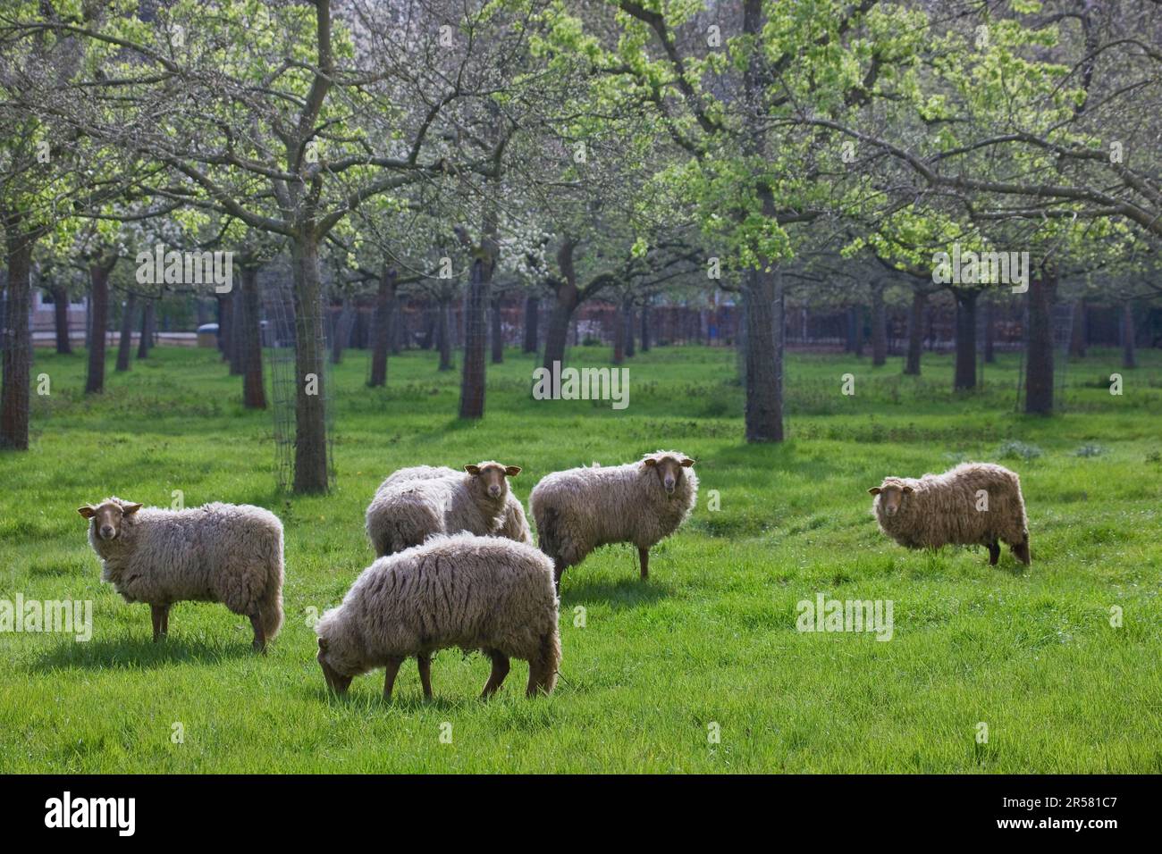 Belgian ardennes geography hi-res stock photography and images - Alamy