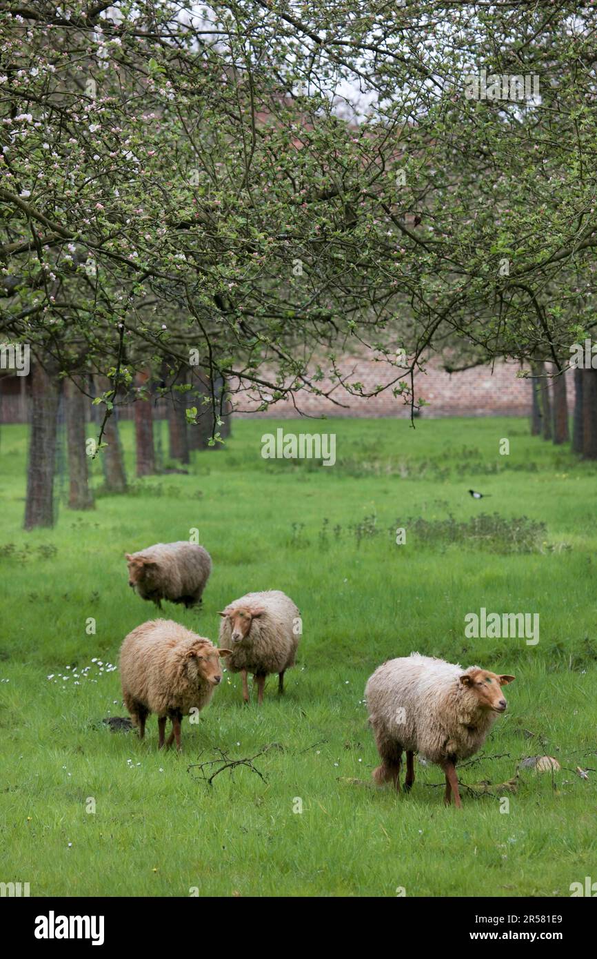 Belgian ardennes geography hi-res stock photography and images - Alamy