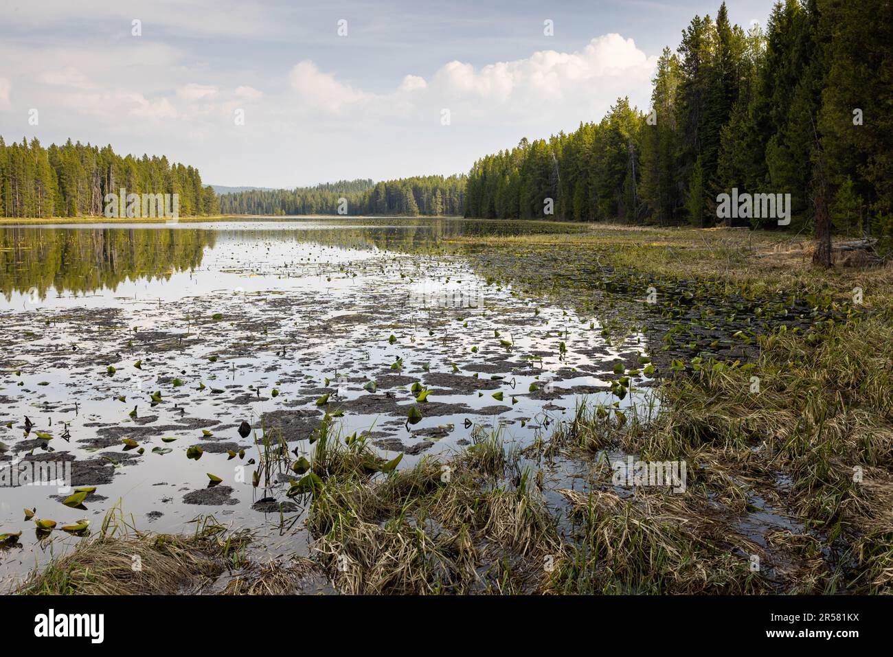 Swan Lake bending into the distance below a large forest. Grand Teton ...