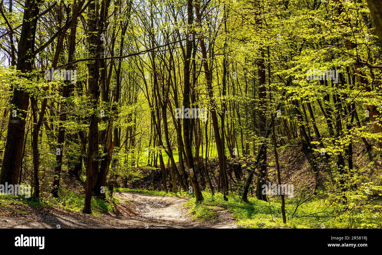 Spring forest in Bedkowska Valley nature reserve along Bedkowka creek ...