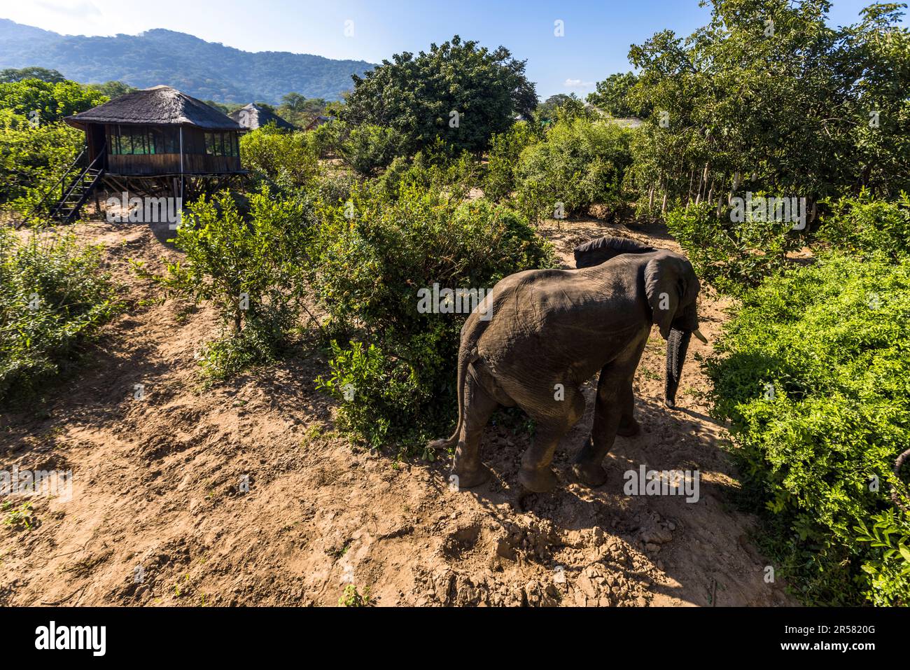 On the grounds of Kutchire Lodge, located in the National Park, all wild animals have free ...