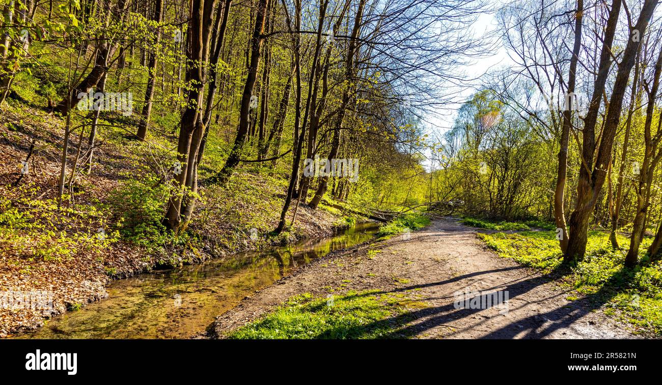 Spring forest in Bedkowska Valley nature reserve along Bedkowka creek ...