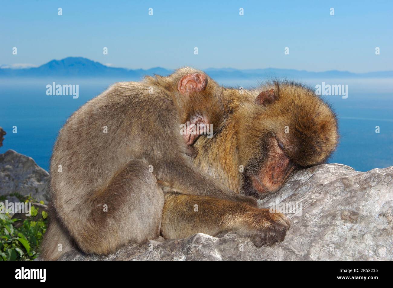 Barbary Macaques (Macaca sylvanus), Gibraltar (Macaca sylvana Stock ...