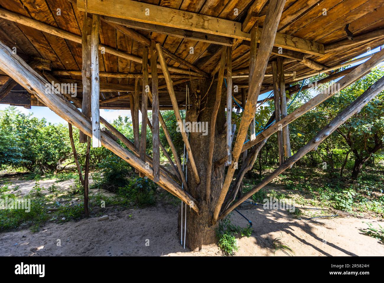 Wooden substructure of a tree house at Kutchire Lodge. In the tree ...