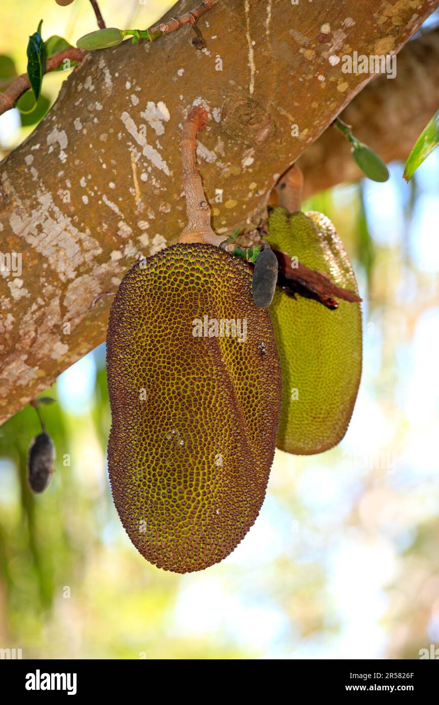 Jackfruit tree (Artocarpus heterophyllus), Nosy Komba, Madagascar Stock ...